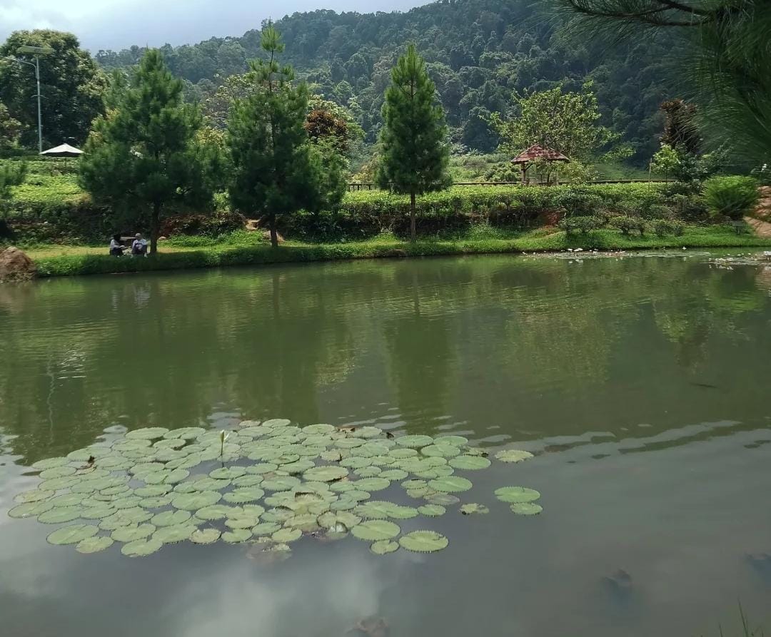 Cisoka Eco Green Park, Wisata Alam Perkebunan Teh yang Sejuk di Selatan ...